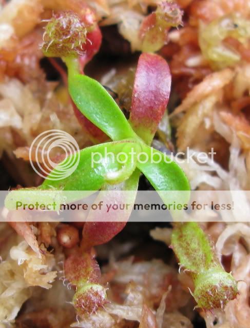 Say Hello to my Little Friend - FlyTrapCare Forums