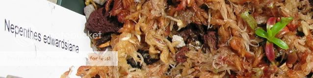 Say Hello to my Little Friend - FlyTrapCare Forums