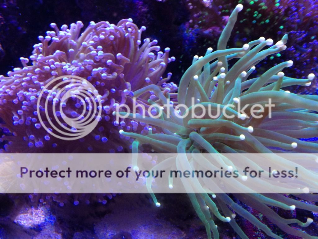 What are the rarer colors for a torch coral? | Page 2 | Reef2Reef