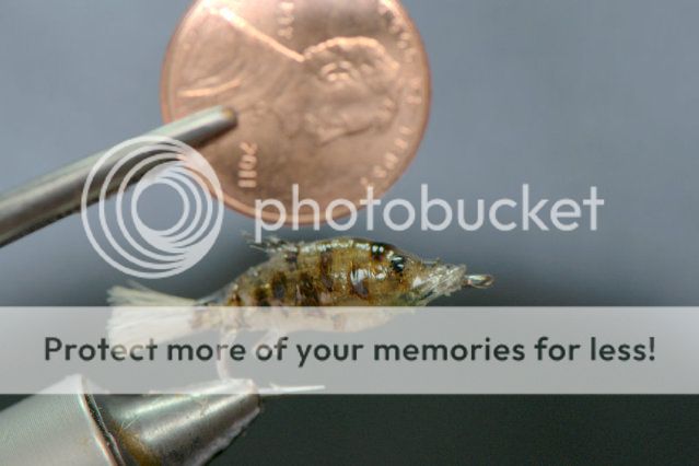 Sheepshead Minnow - Fly Tying Forum - SurfTalk